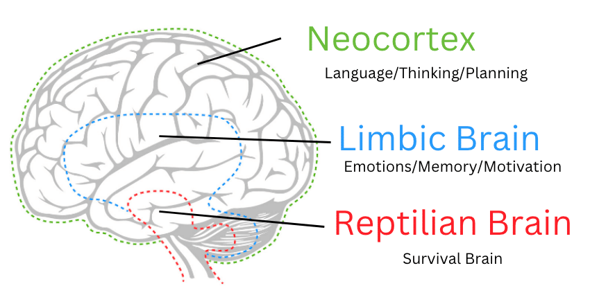 3 Brain Pyramid Model - How Our Brains Develop - Carlin Chiro