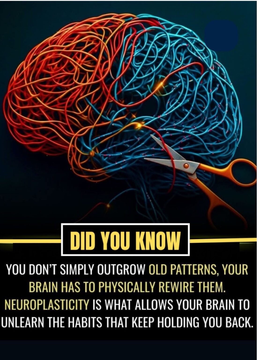 The 3 Brain Model - Carlin Chiropractic